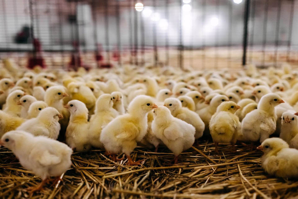 How to breed chicken? - Long Mu Animal Husbandry