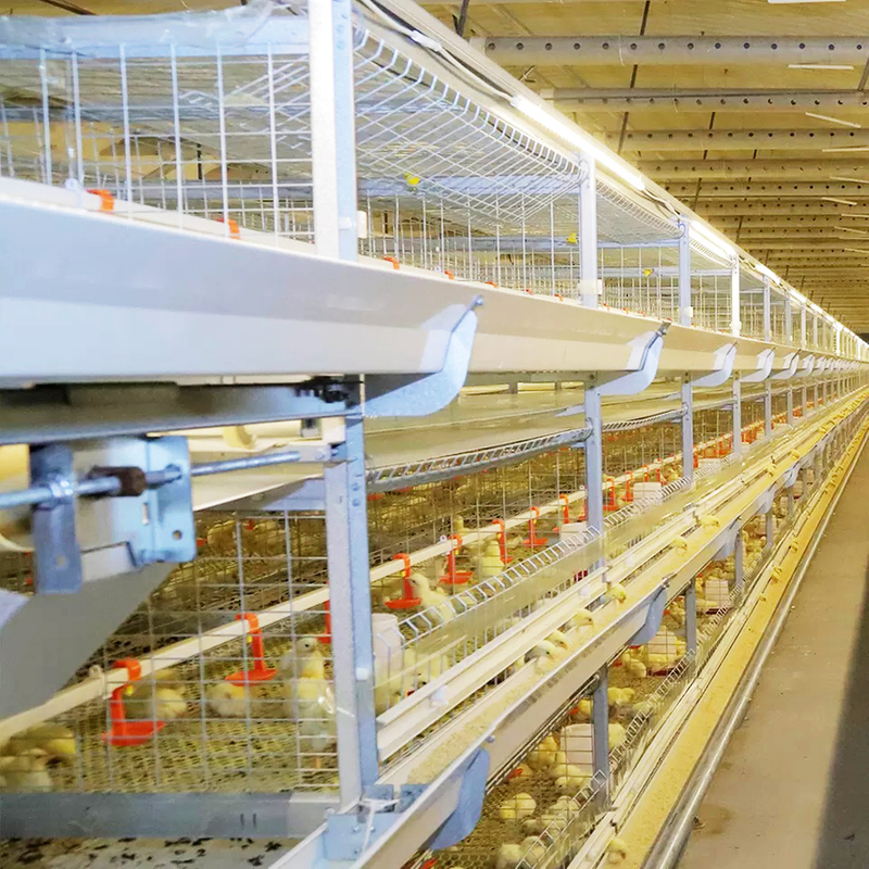 H-type Chicken Layer Cage for Automatic Breeding of Poultry Equipment ...