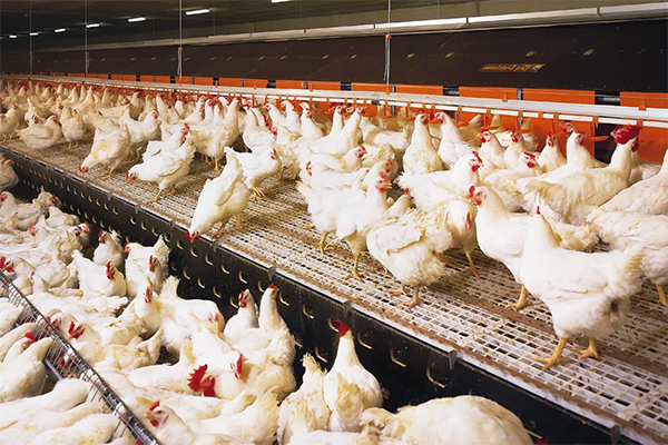 Chicken Farm Management - Long Mu Animal Husbandry