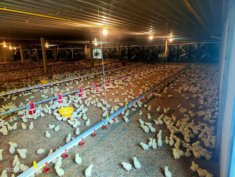 What are the differences between laying hens and broilers, and how to ...
