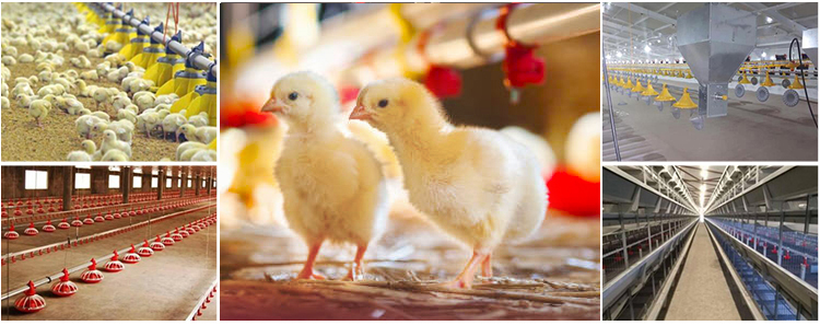 High Qualitynipple Dr Inker with Dripping Cup Automatic Chicken Nipple ...