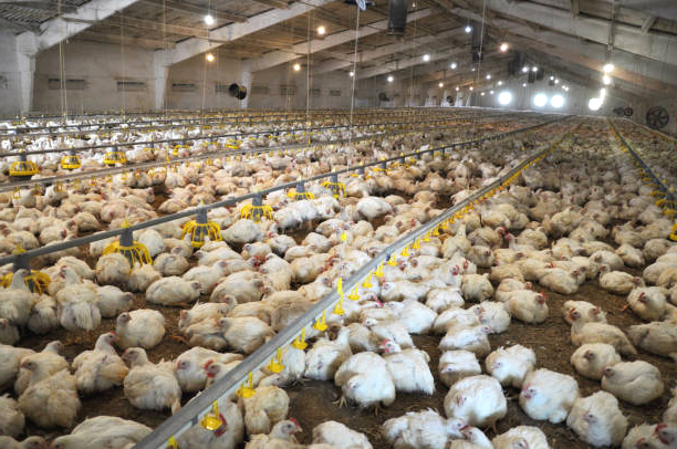 About Farming - Long Mu Animal Husbandry