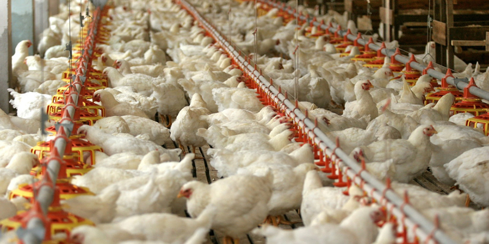 Breeding broiler farming knowledge - Long Mu Animal Husbandry