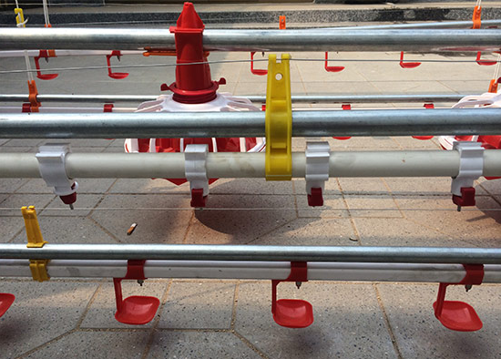 Chicken Coop Scientific Management - Long Mu Animal Husbandry