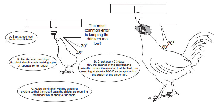 The importance of water line height and pressure - Long Mu Animal Husbandry